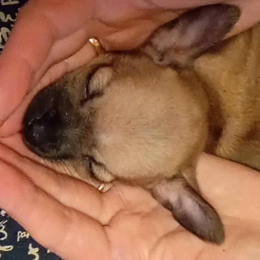 Щенки русский той-терьер