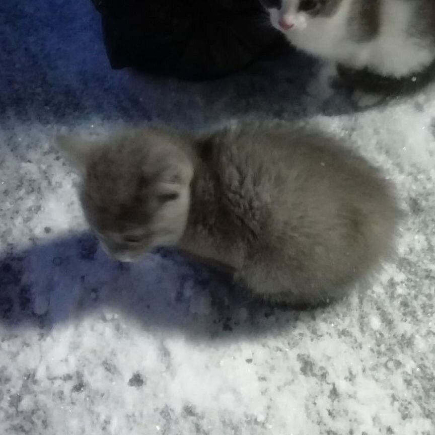 Котёнок в добрые руки