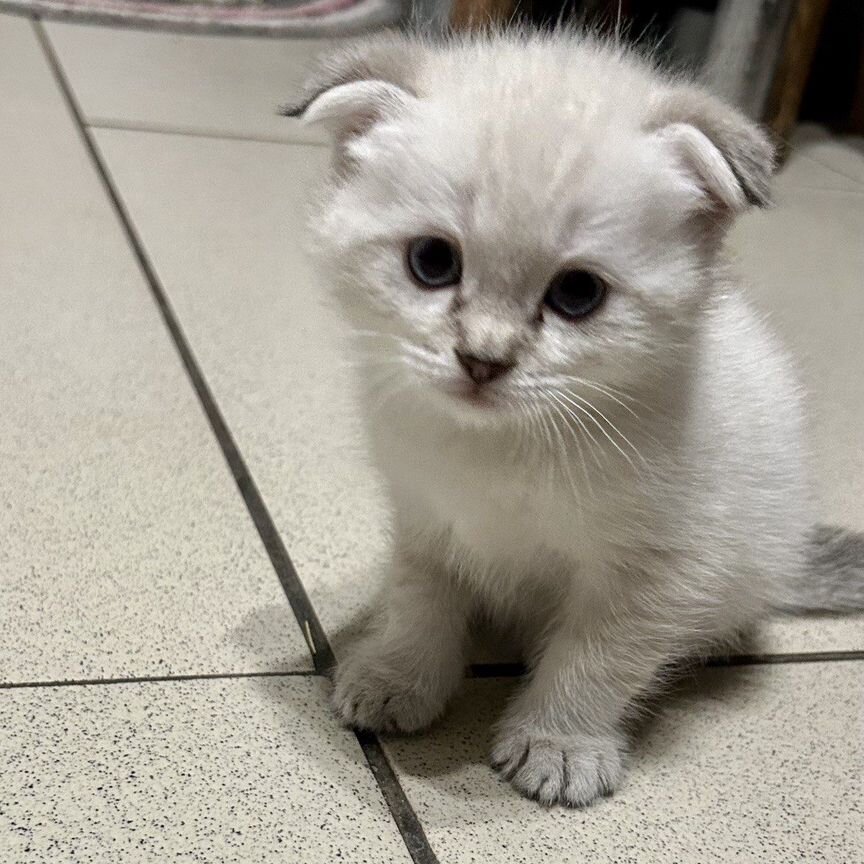 Шотландская вислоухая