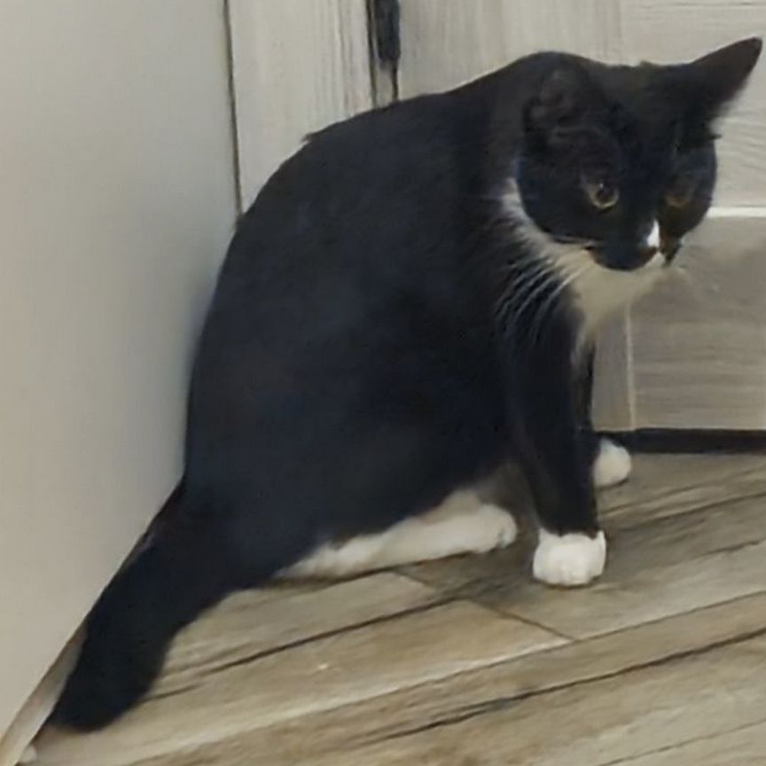 Взрослая кошка в добрые руки