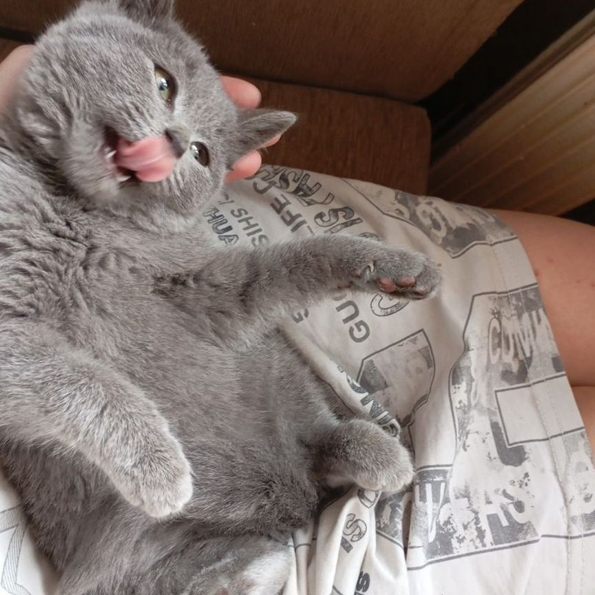Котята