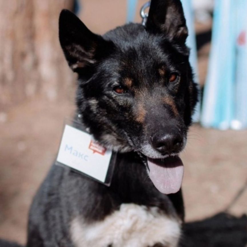 Пёс учёный Макс