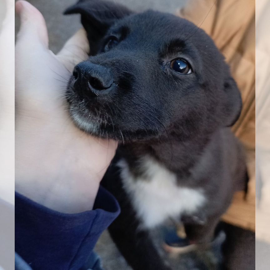 Щенок в добрые руки