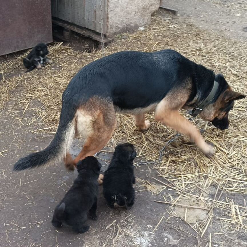 Кутята немецкой овчарки