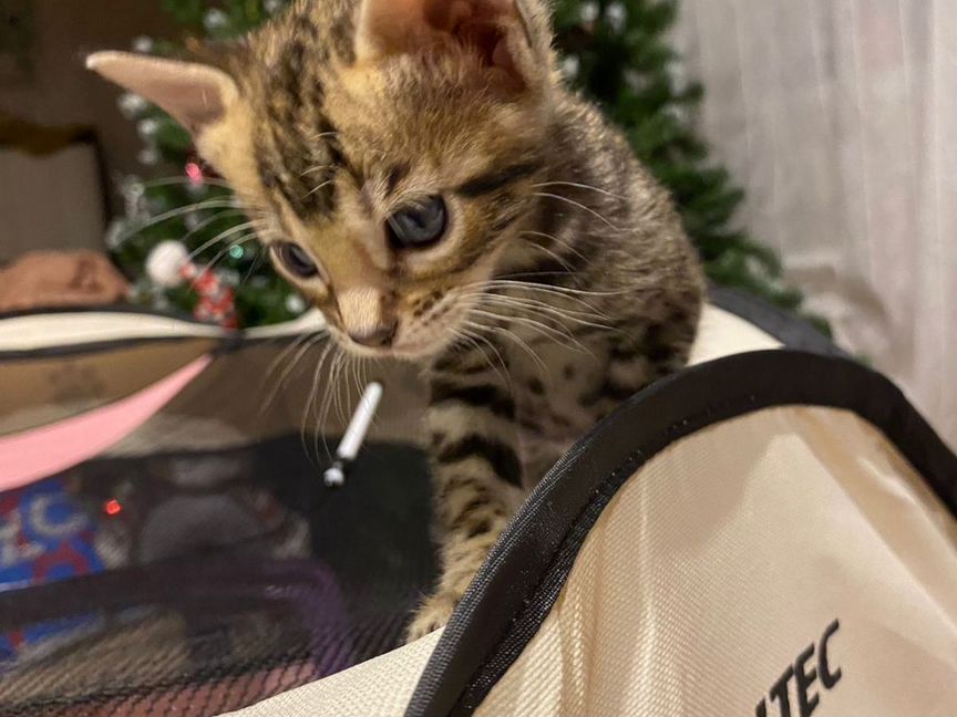 Бенгальские котята