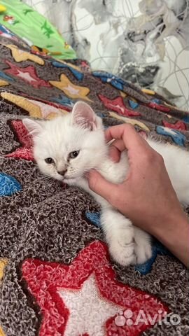 Британский котёнок
