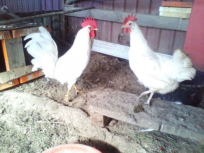 Куры несушки
