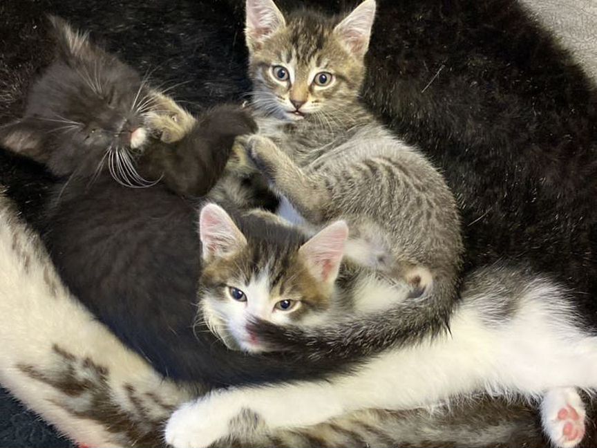 Котята:принесите счастье в дом