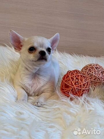 Бело-кремовая чишка