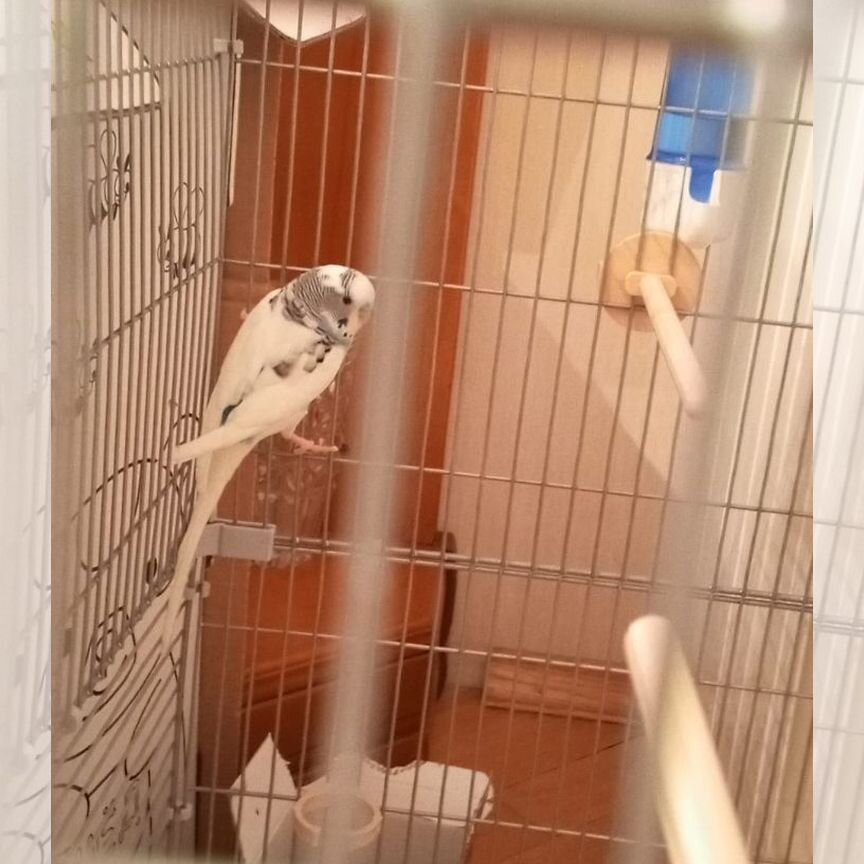 Волнистый попугай с клеткой