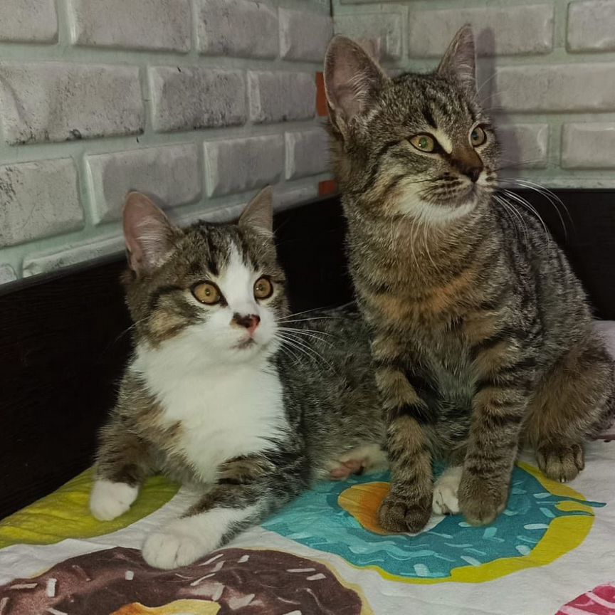 Котята в добрые руки