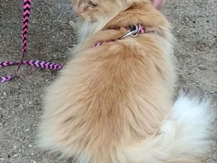 Персидская кошка рыжего цвета