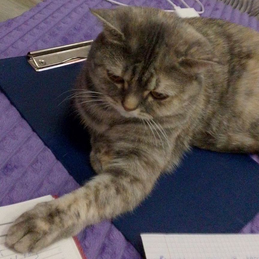 Взрослая, кошка в добрые руки