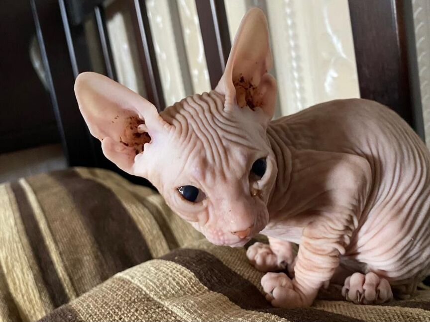 Котята донского сфинкса