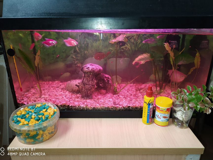 Аквариум juwel 54l, готовый, с рыбками