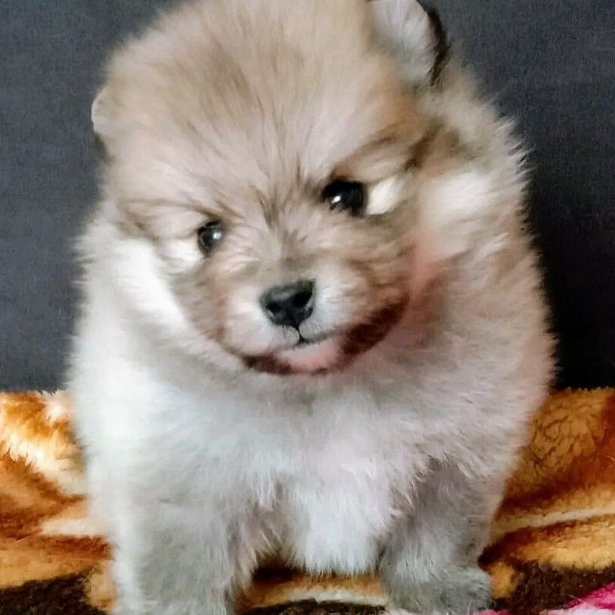 Карликовый шпиц