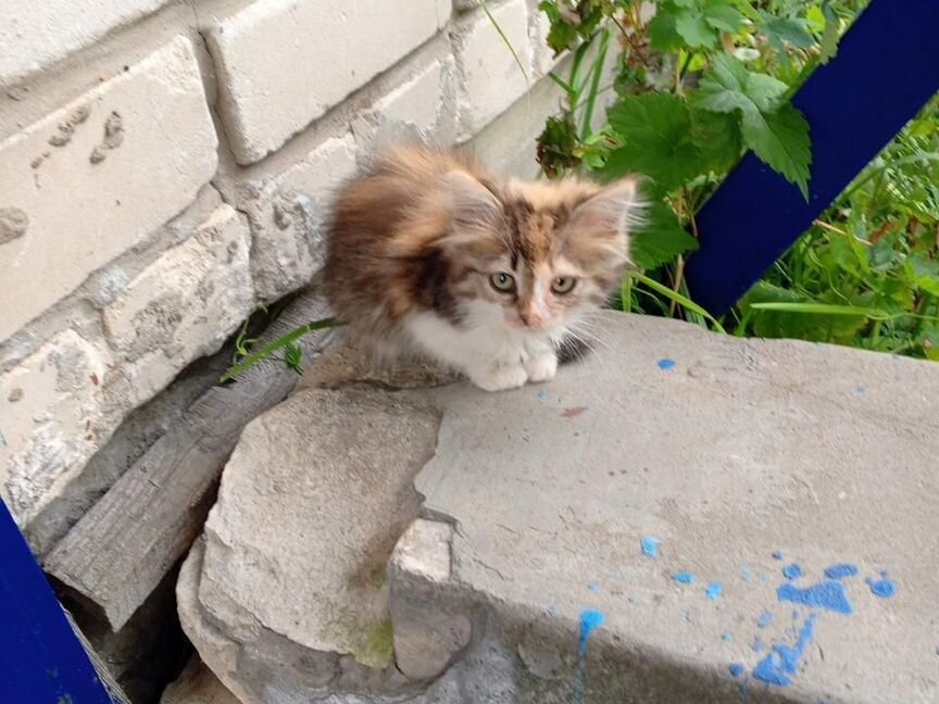 Котёнок девочка