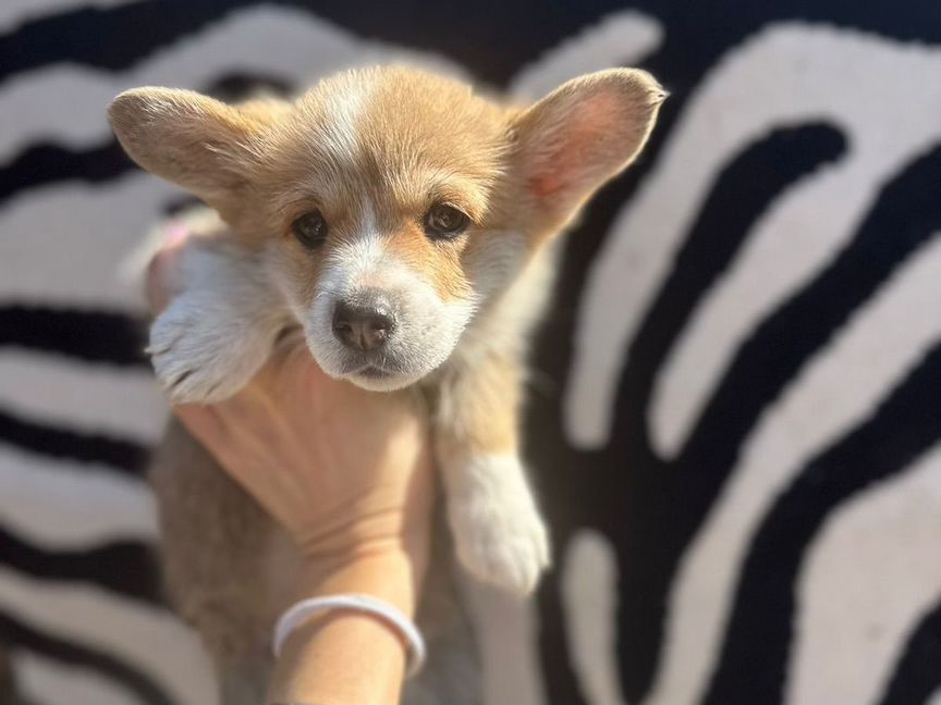 Вельш корги пемброк с документами