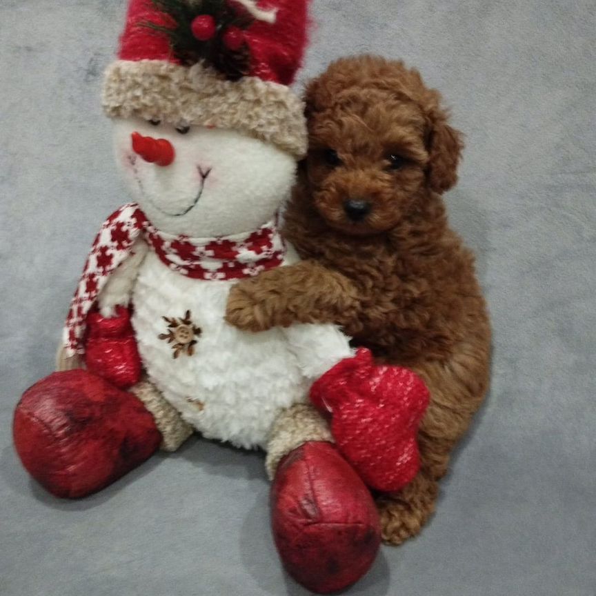 Той-пудель мини мальчик ред braun