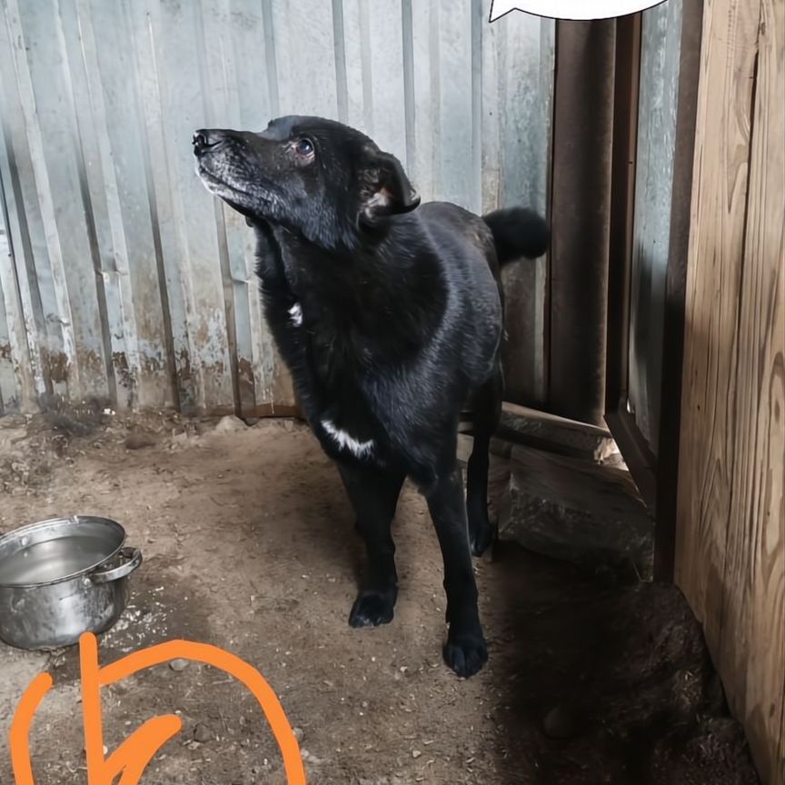 Взрослая собака в добрые руки