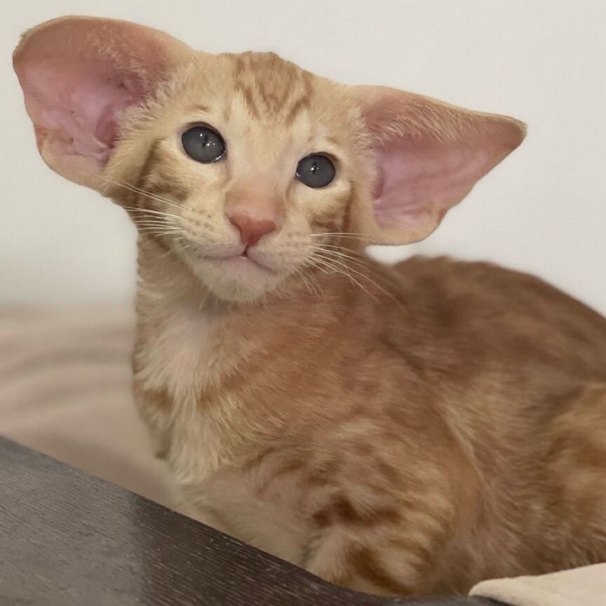 Ориентальные котята экстрим