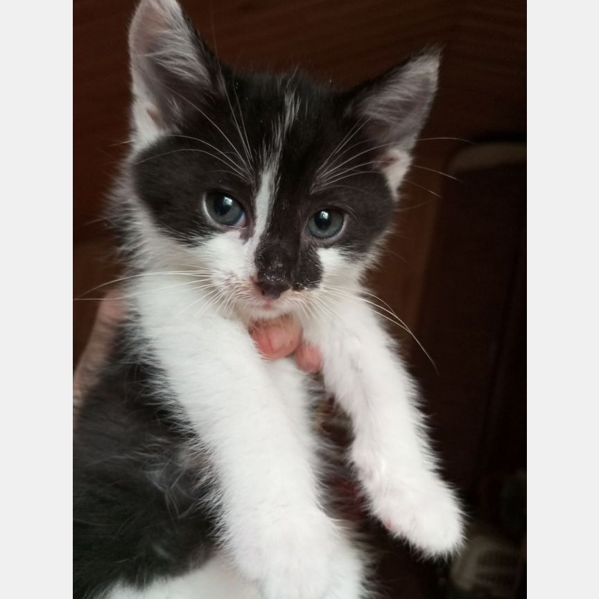Котята