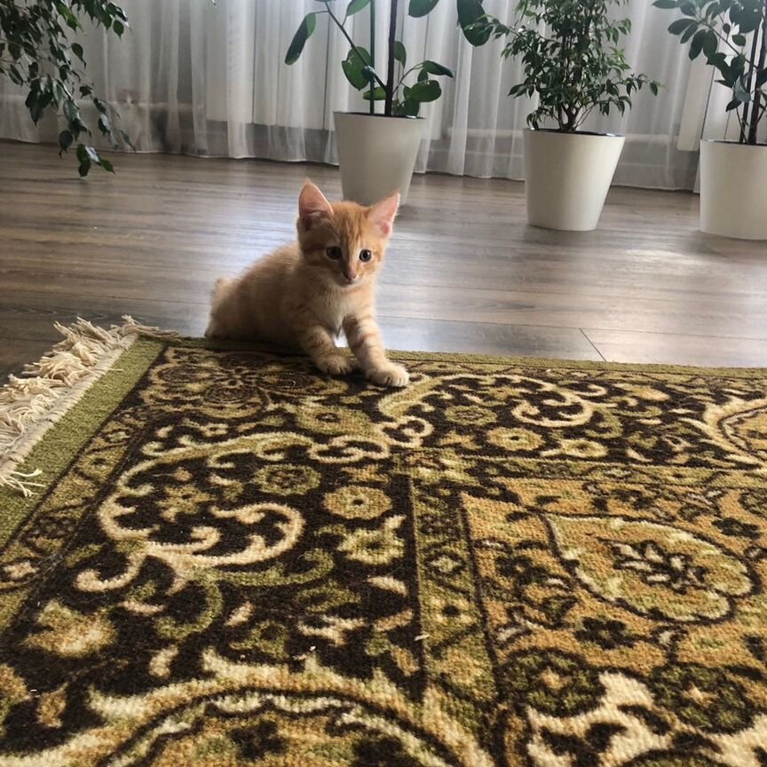 Котята в любящую семью