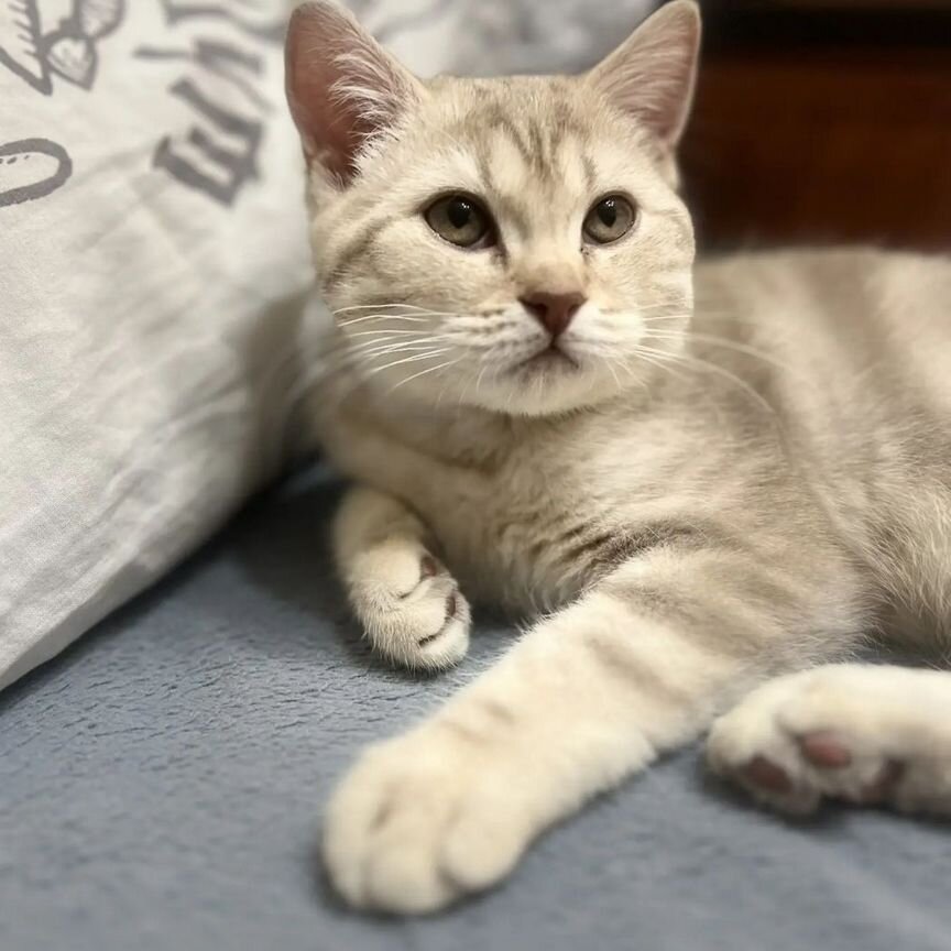 Шотландский прямоухий короткошёрстный котёнок