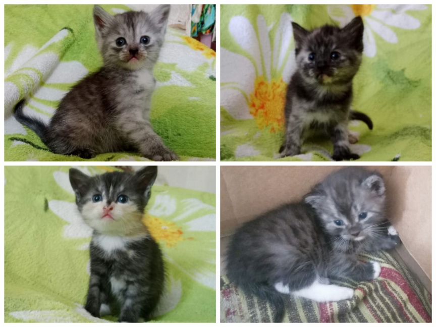 Британские котята