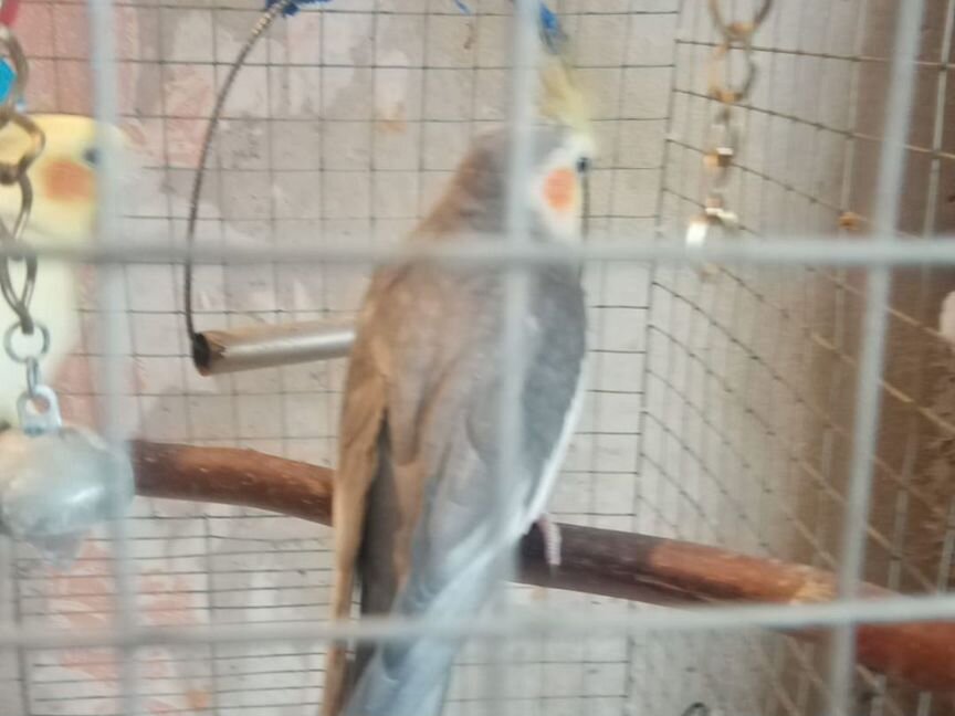 Попугаи корелла 2шт