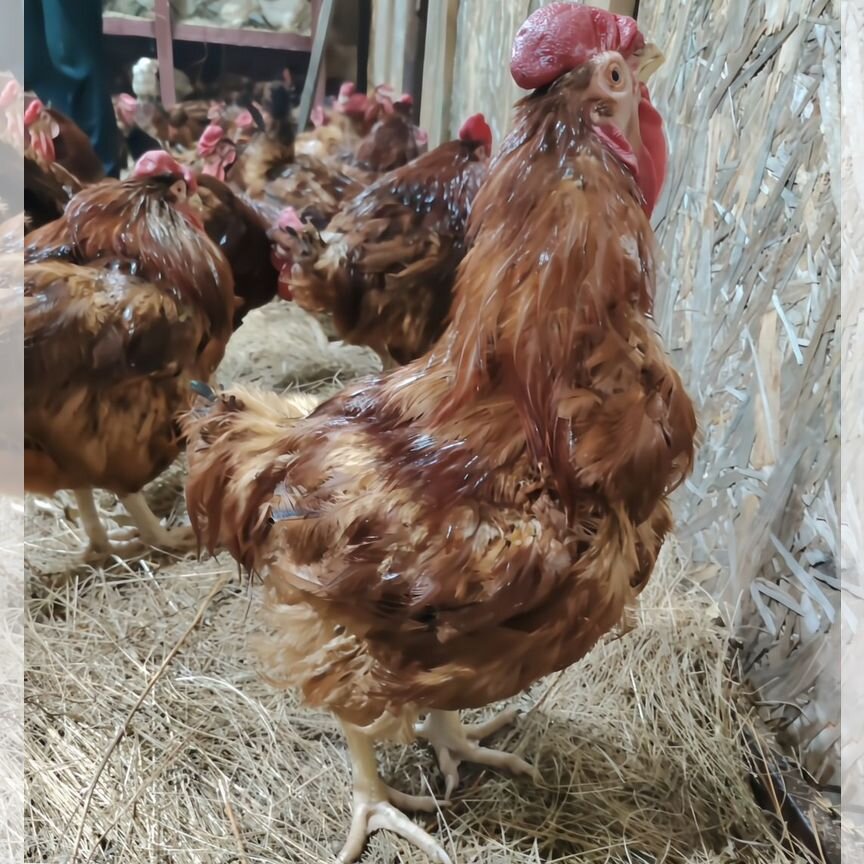 Куры и петухи домашние