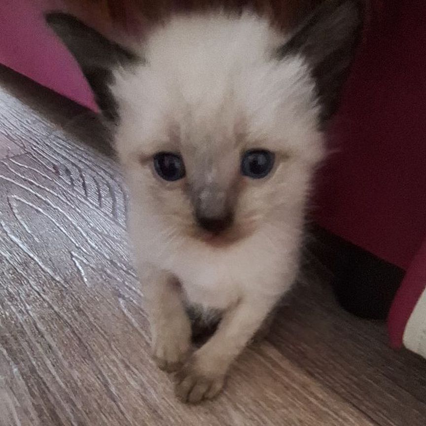 Тайский котёнок