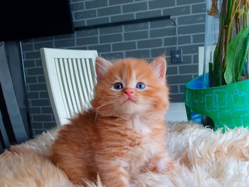 Сибирские котята