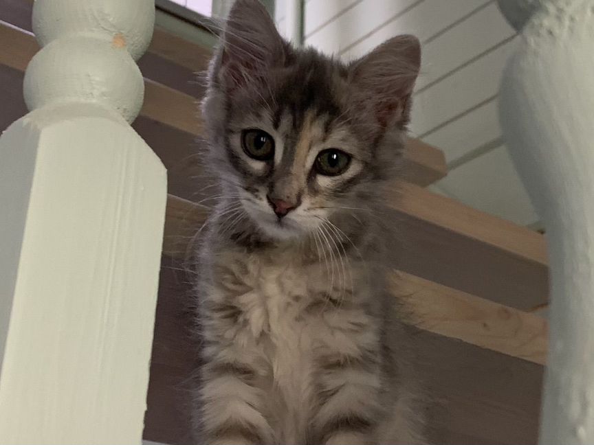 Котенок ищет свою семью