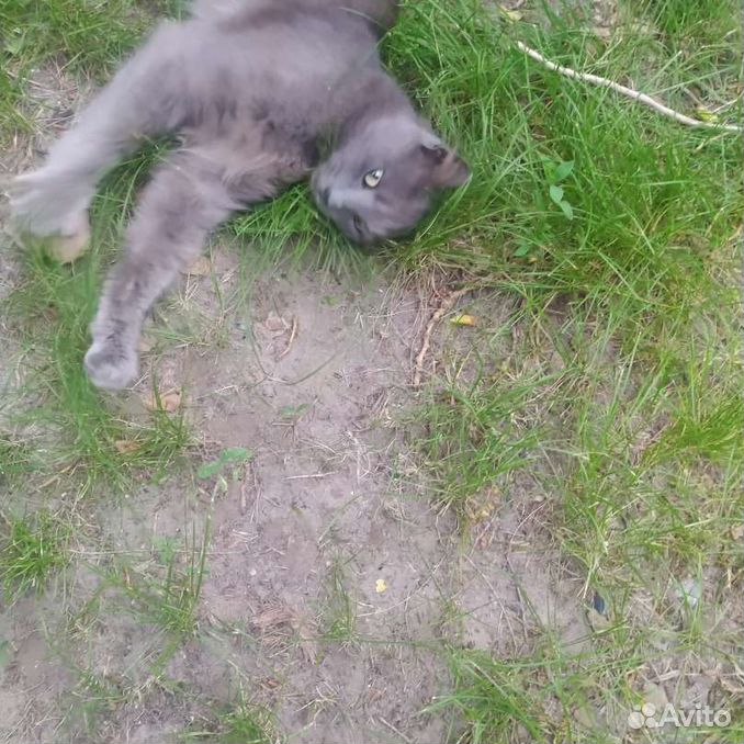 Котики братья