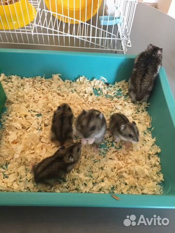 Джунгарский хомяк бесплатно