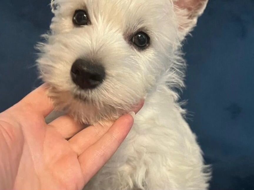 Вест хайленд вайт терьер РКФ