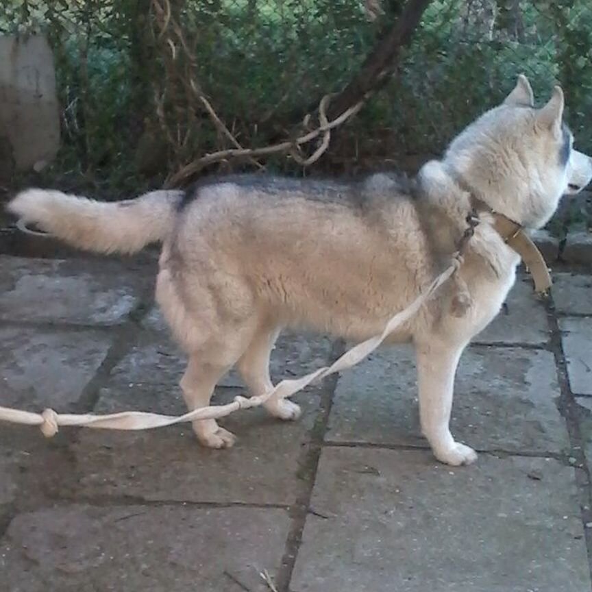 Вязка случка хаски