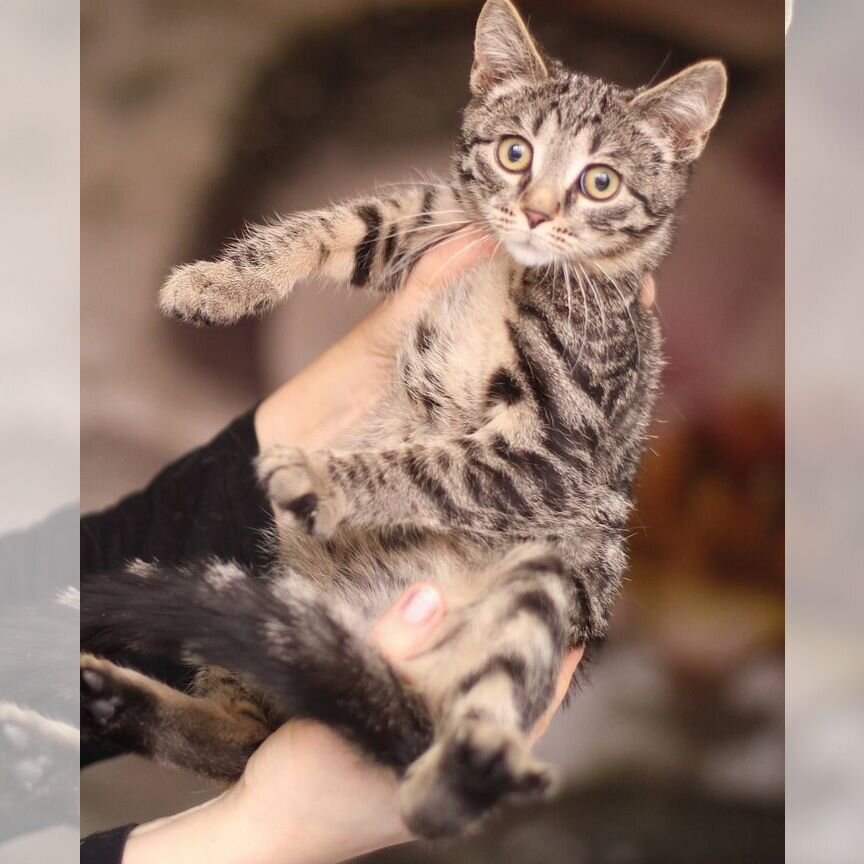 Котята в добрые руки девочка