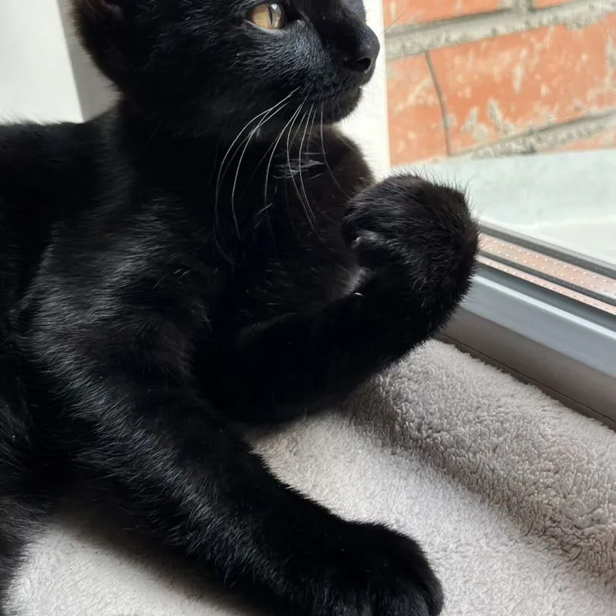 Котёнок
