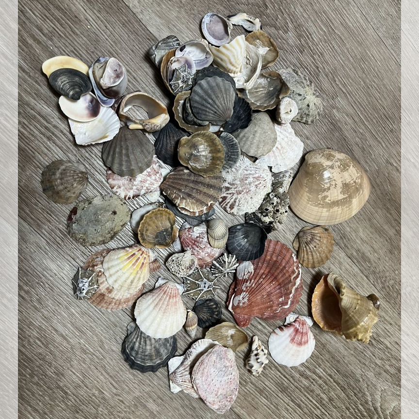 Ракушки морские