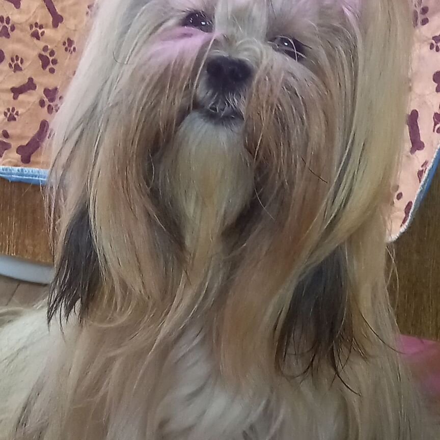 Лхасский апсо