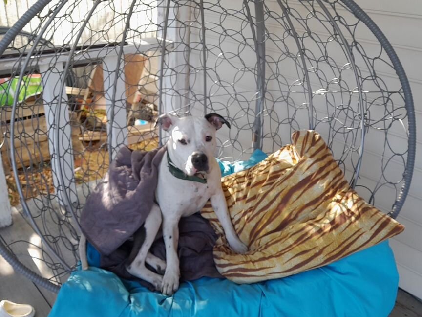 Отдам бесплатно в добрые руки