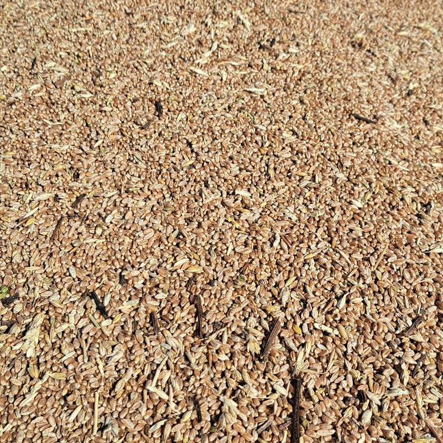 Зерно отходы пшеничные