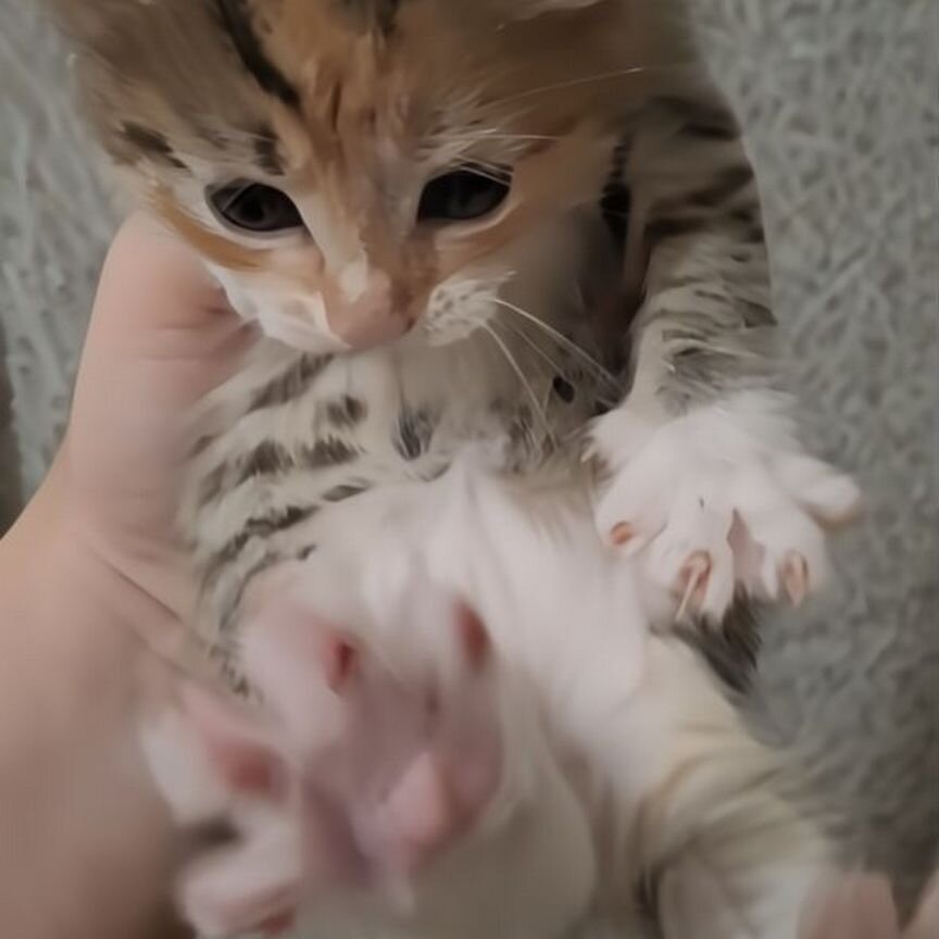 Котёнок в добрые руки