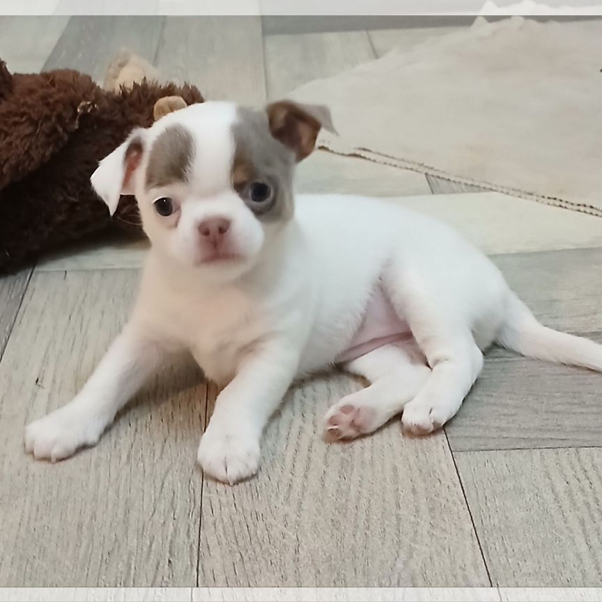 Чихуахуа, щенок