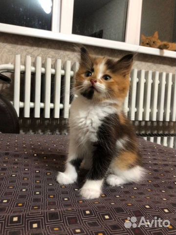 Котята в добрые руки бесплатно