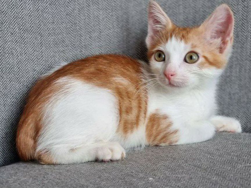 Котята в добрые руки бесплатно