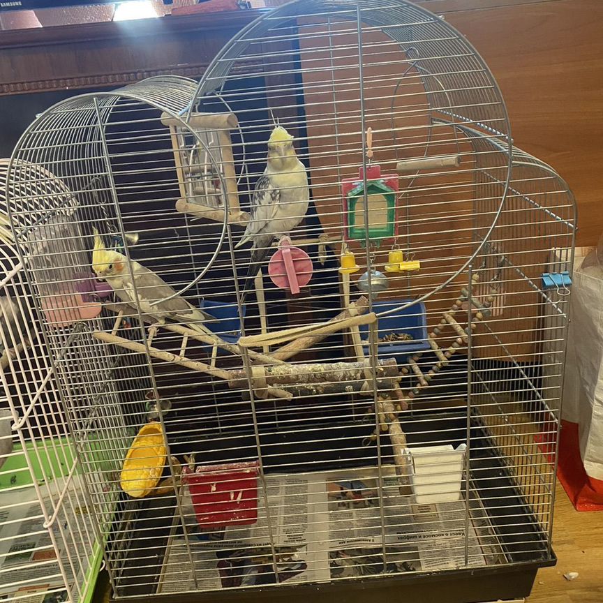 Попугай корелла с клеткой