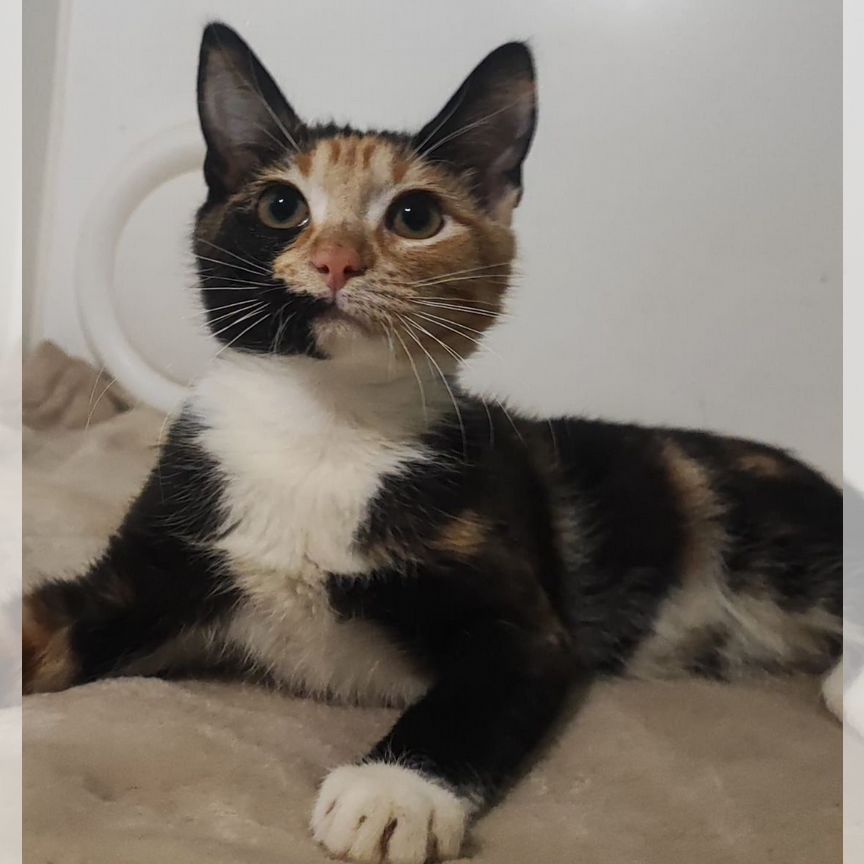 Котенок